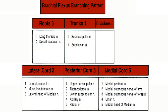 ANATOMY | Hand Surgery Resource